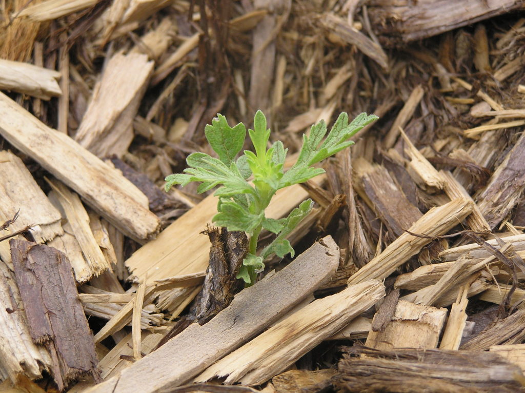 Fichtner Provides Technical Advice on the Acquisition of Isle of Wight ...